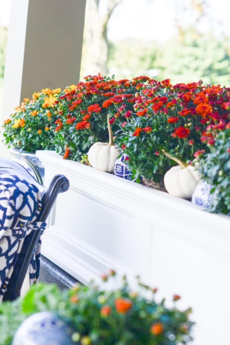 Caring For Mums- A guidebook For planting and Caring for Indoor and ...