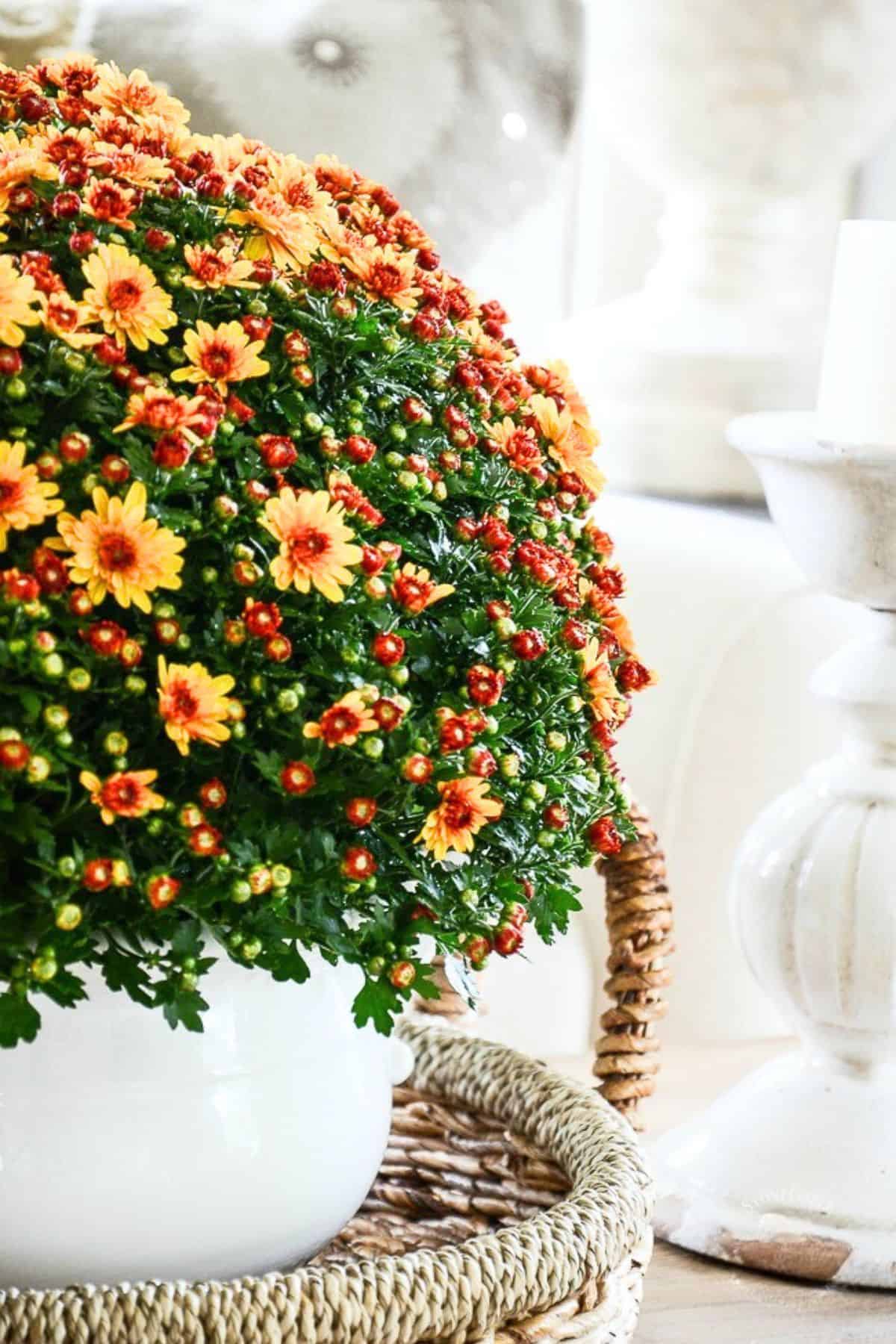 Keep Potted Indoor Mums Fresh Longer: Care And Upkeep - StoneGable