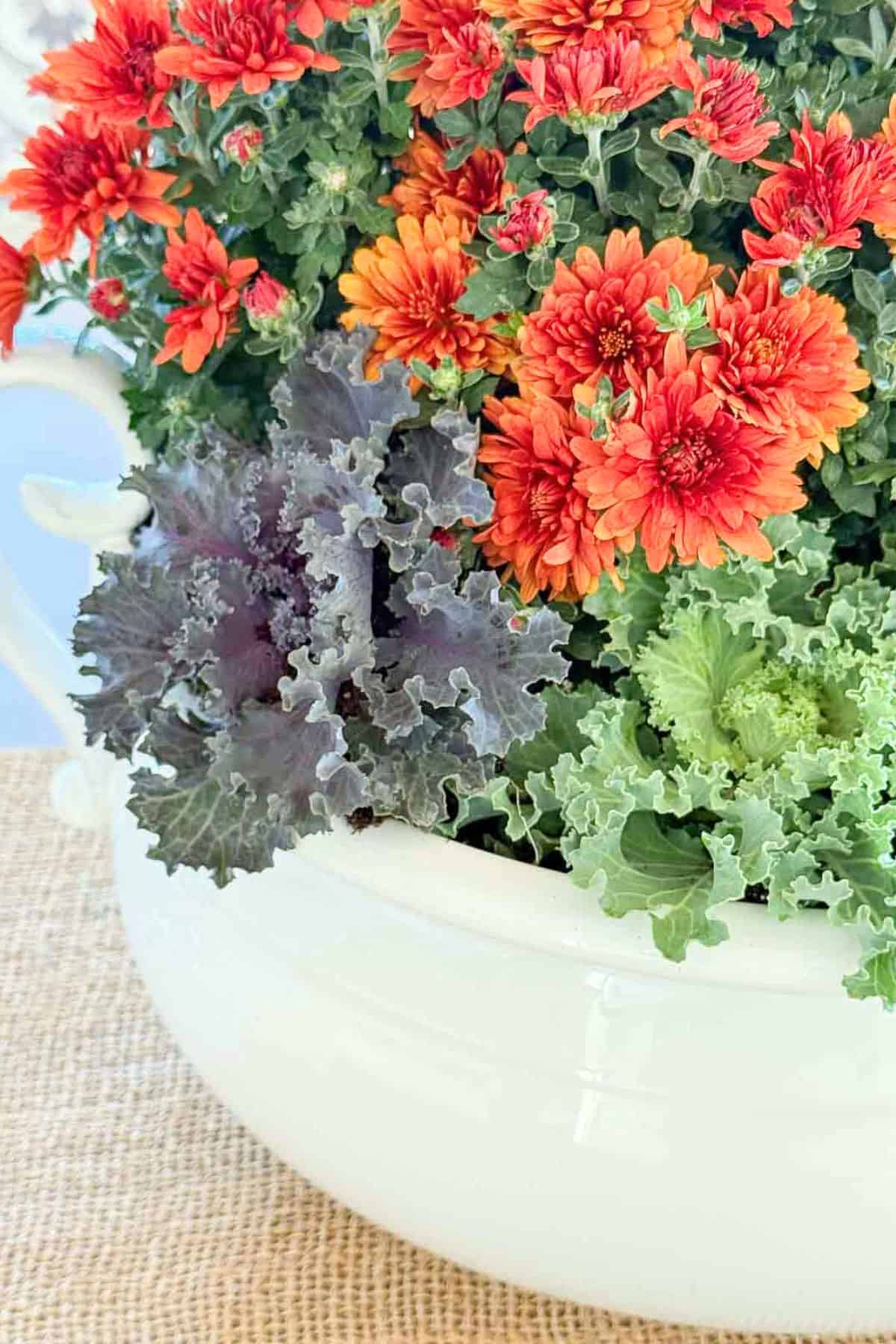 Keep Potted Indoor Mums Fresh Longer: Care And Upkeep - StoneGable