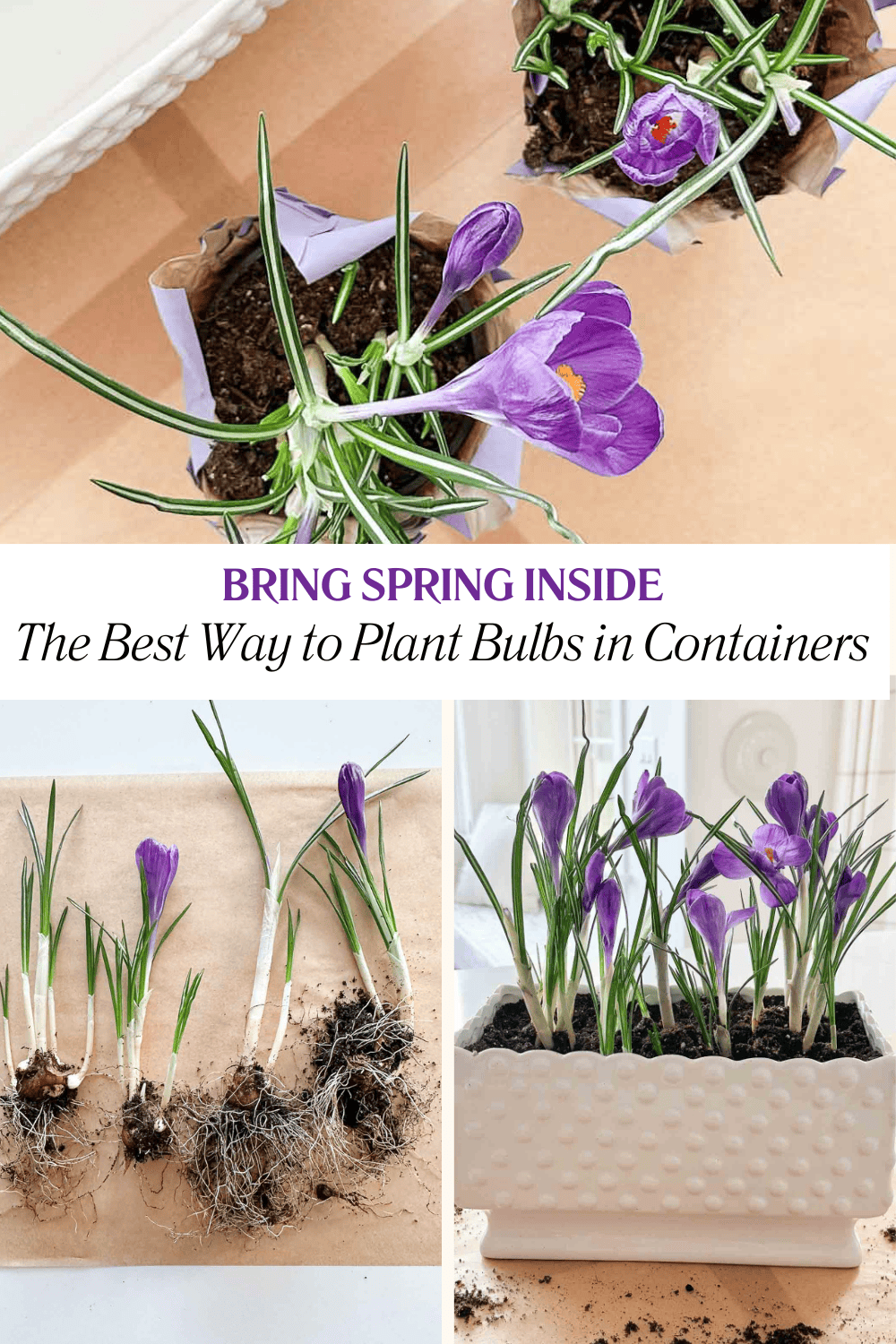 Re-Potting Spring Bulbs To Enjoy Indoors - StoneGable