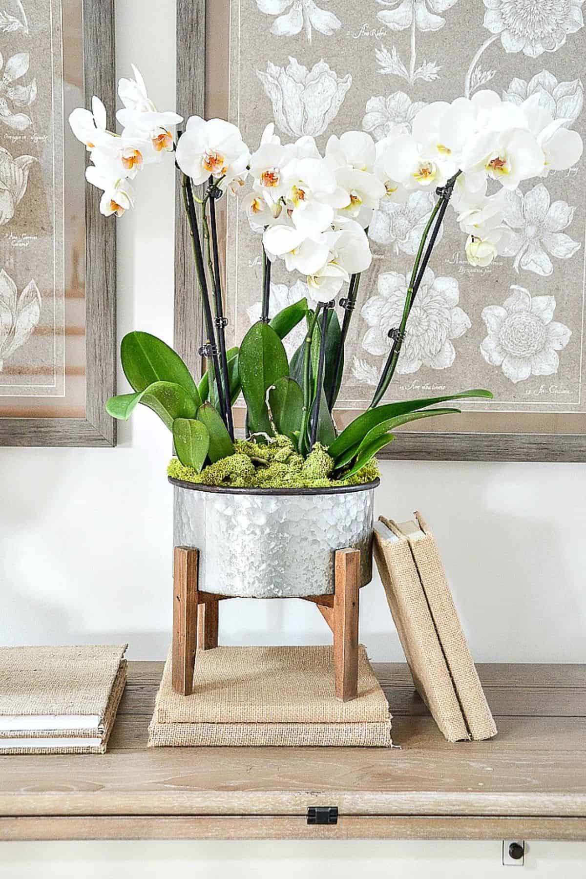 How To Grow And Care For Orchid Plants: The Ultimate Guide - StoneGable