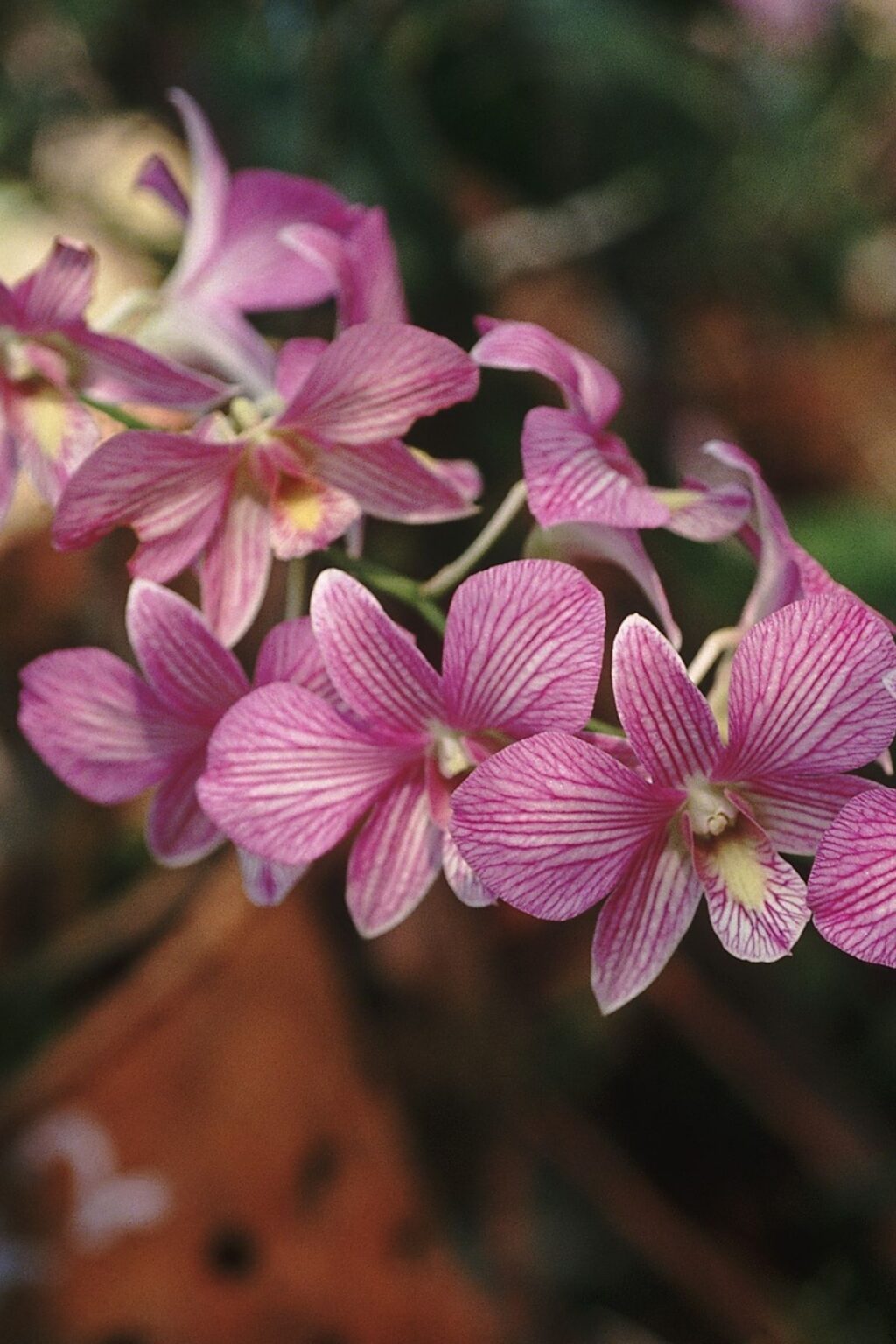 How To Grow And Care For Orchid Plants: The Ultimate Guide - StoneGable