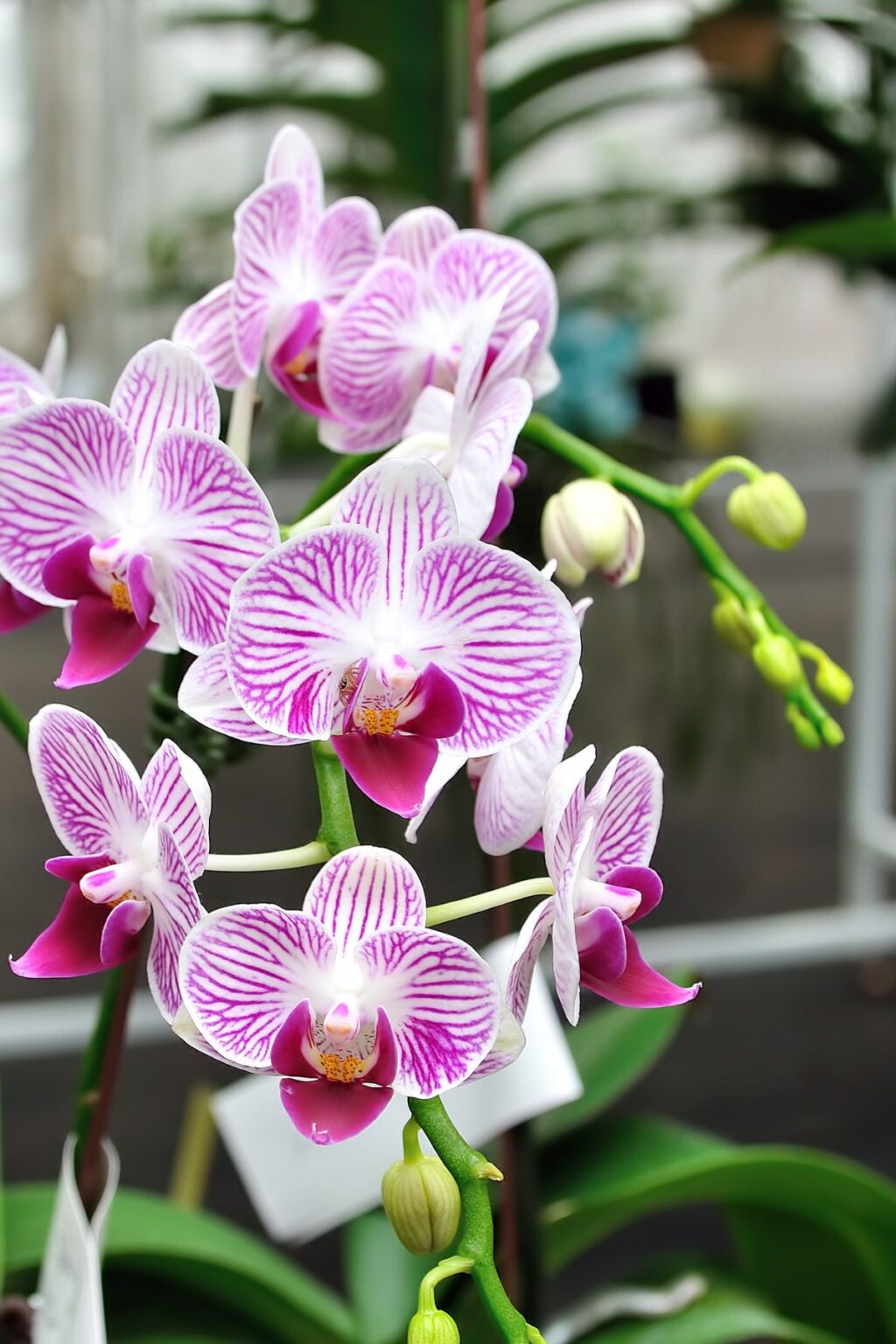 How To Grow And Care For Orchid Plants: The Ultimate Guide - StoneGable