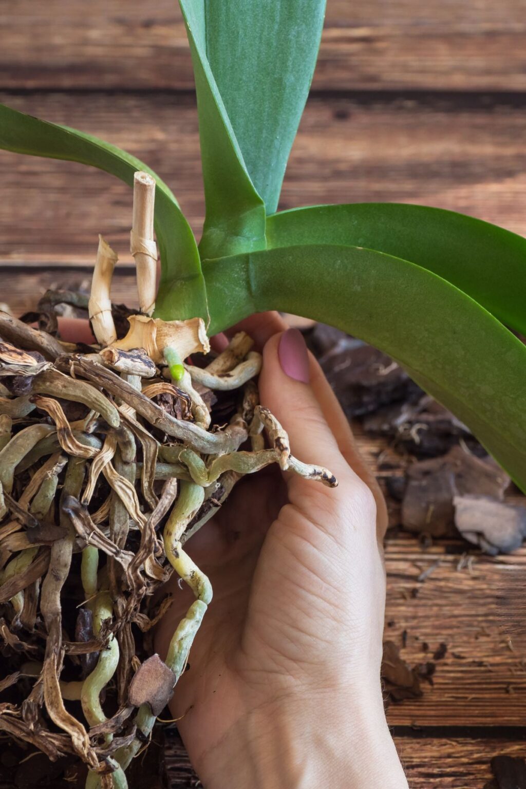 How To Grow And Care For Orchid Plants: The Ultimate Guide - StoneGable